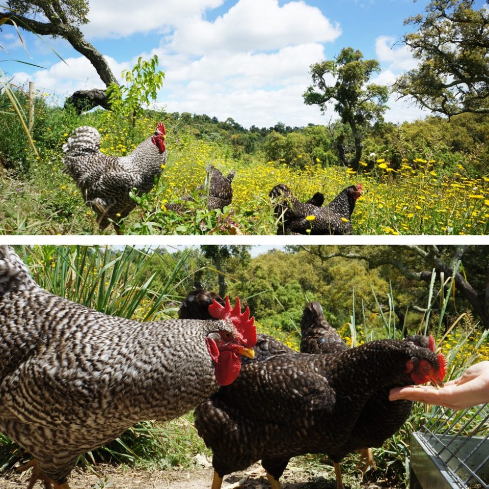 Wiesbadener*innen der Welt (2): Einfach traumhaft - Elin und Ben Kamm ...